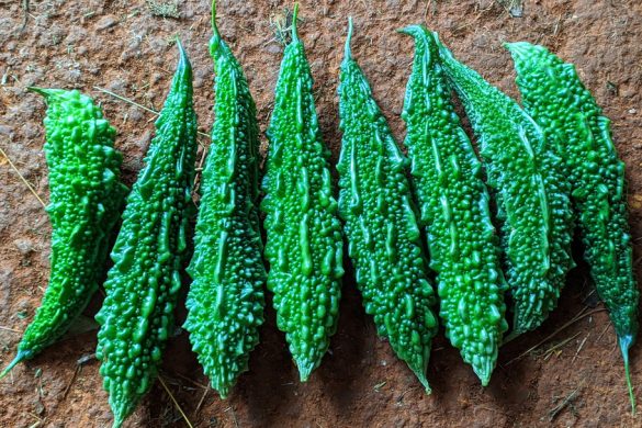 9 Amazing Benefits Of Bahi Fruit/Quince - healthwire